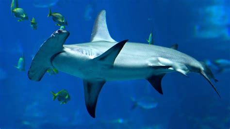 Hammerhead Shark Desktop Wallpapers Top Free Hammerhead Shark Desktop