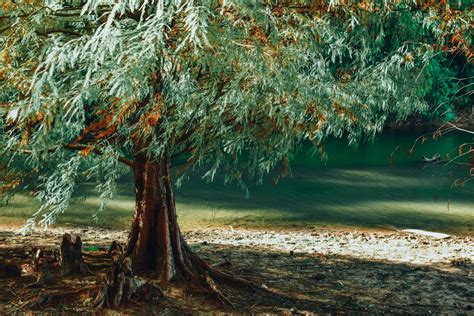 The Ultimate Guide To Growing Your Corkscrew Willow Tree The Arches