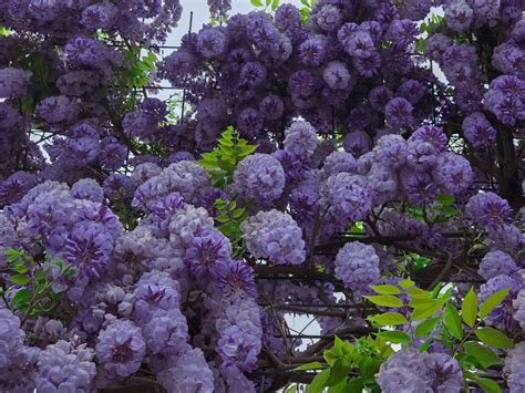 Lilo En Flor Samsung Community