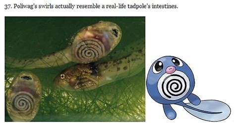 40 Pokemon Secrets And Facts Album On Imgur