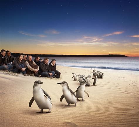 Attractions Phillip Island