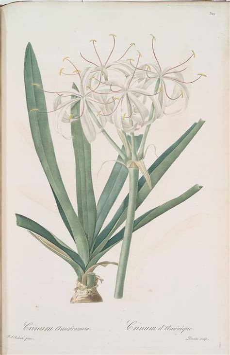 Crinum Americanum Nypl Digital Collections