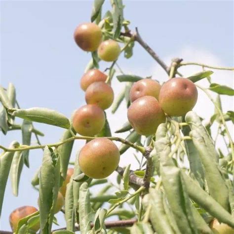 乐在乡村 秋游菏泽丨这里冬枣红啦！约你来嗨皮！尝鲜要趁“枣”喔~成武县文化郭楼村