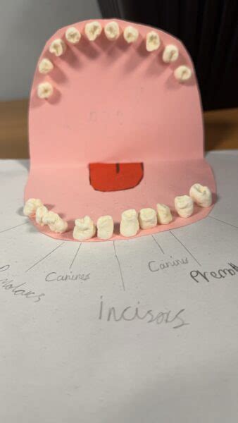 Year 3 Science Brackenhill Primary School