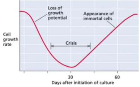 Transformation And Oncogenesis Flashcards Quizlet
