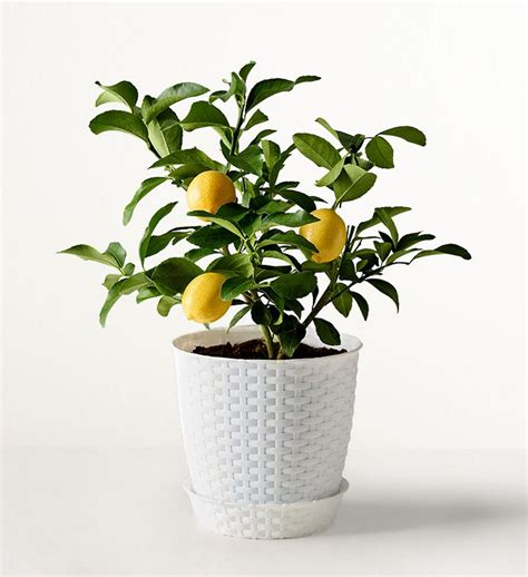 Meyer Lemon Tree 1800flowers