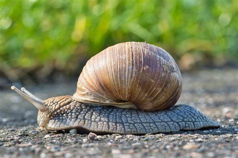 Snail Shell Mollusc Creeping Free Photo On Pixabay Pixabay