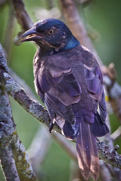 Feather Tailed Stories Common Grackle