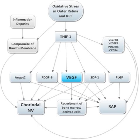 Ocular Neovascularization Pmc