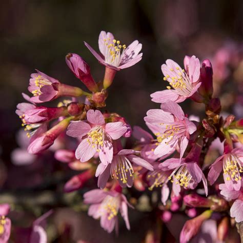Okame Cherry Trees For Sale