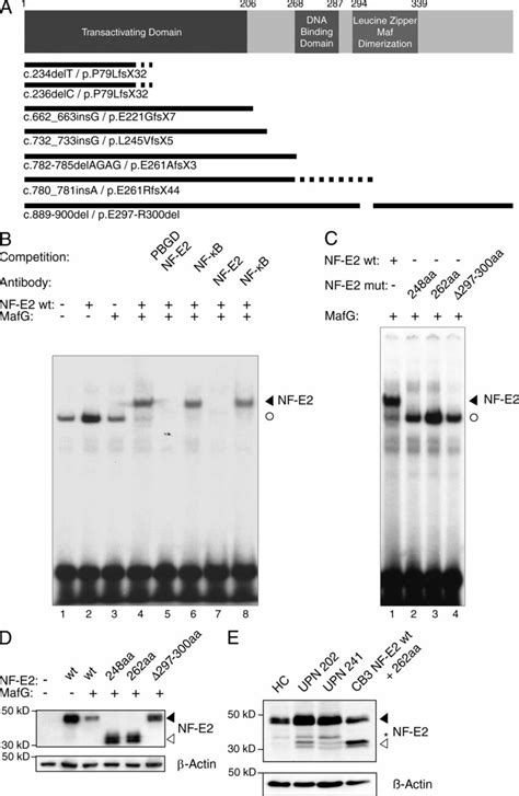 Nf E2 Mutations In Mpn Patients Cause Truncations And Loss Of Dna Download Scientific Diagram