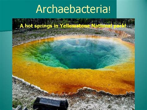 They Are Everywhere An Introduction To Bacteria Prokaryotes