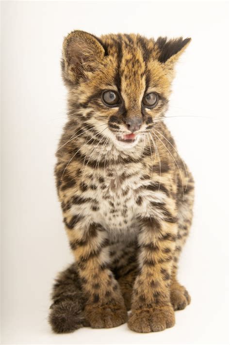 Four Month Old Oncilla Leopardus Pardinoides Pardinoides Joel Sartore