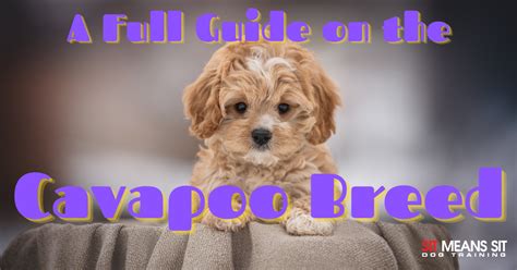 Are Cavapoo Hypoallergenic