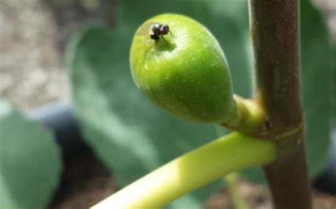 Fig Fly South Orange County California Rare Fruit Growers