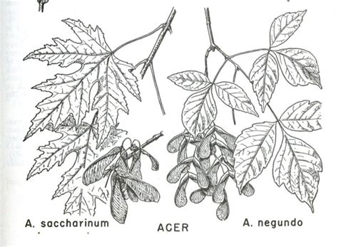 Boxelder Woody Plants Of Ohio
