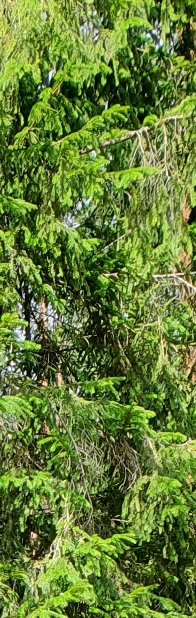 Erwin Gets Arm Bitten Off Survives Long Enough To Save Eren While Bleeding Out Also Erwin