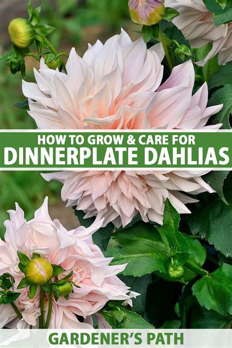 Tips For Growing Dinnerplate Dahlias Gardeners Path Reportwire