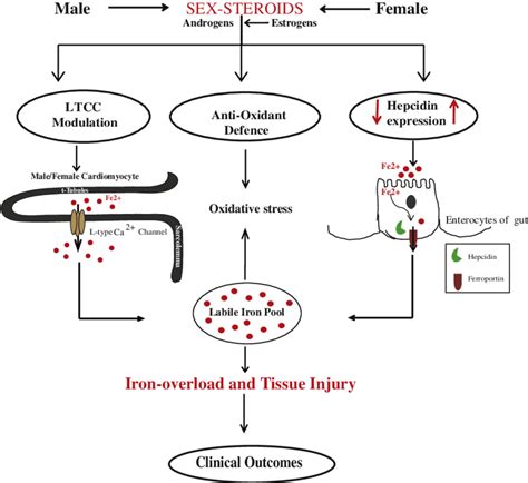 Schematic Representation Of The Modulation Of Iron Metabolism And