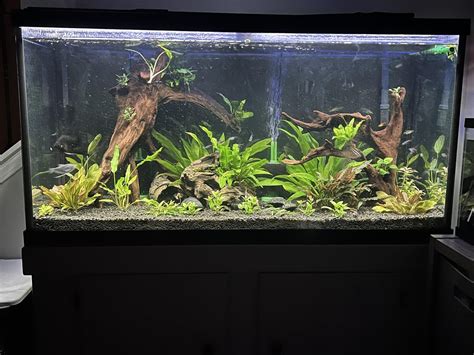 Think Im Finally Done With This Tank Any Other Suggestions Other Than
