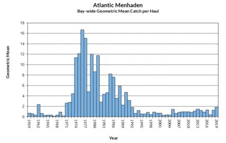 Menhaden Wikipedia