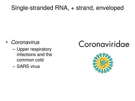 Ppt Single Stranded Dna Non Enveloped Powerpoint Presentation Free Download Id 6743589