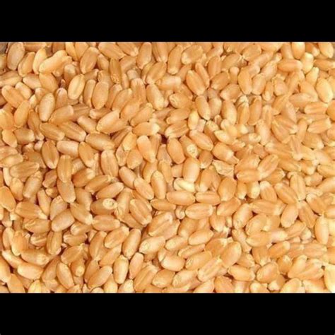 Golden 50 Kg Weat At ₹ 600 Kg In Rajkot Id 2850209919555