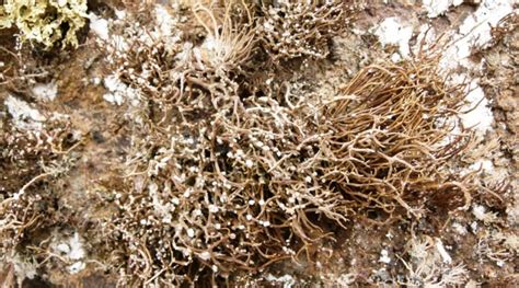 Roccella Tinctoria Systematics Etymology Habitat Recognition
