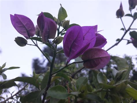 Afsaan Clicks Nature Has The Healing Power Facebook