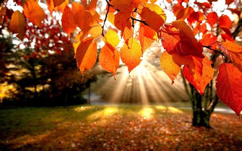 Fall Foliage Backgrounds 66 Pictures Wallpaperset