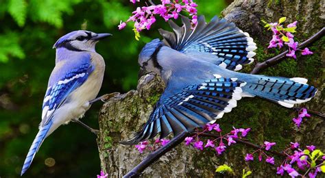 🔥 Free Download Image Result For Blue Jay Bird Wallpaper 1692x930 For