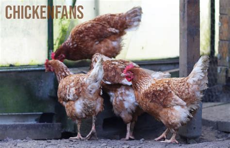 Isa Brown Chicken The Pros And Cons Chicken Fans