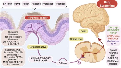 39 Correctly Label The Structures Associated With Unmyelinated Nerve
