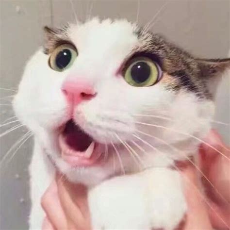憨憨猫全部作品 憨憨猫作家主页 起点中文网