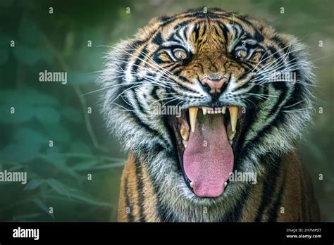 Growling Tiger Profile