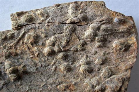 The Most Common Types Of Fossils — Finding Ancient Life Reserved In Rock