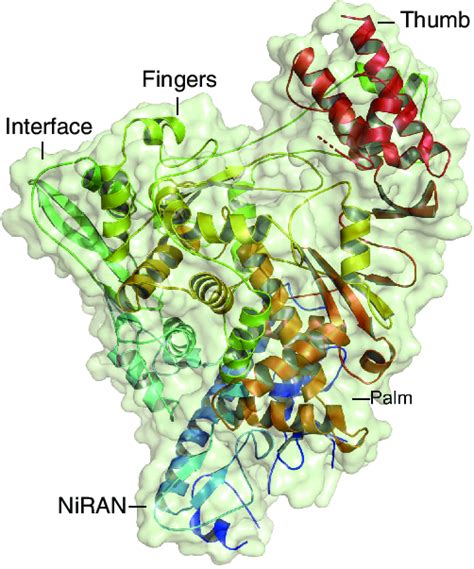 Structure Of Sars Cov 2 Nsp12 The Nsp12 Subunit Consists Of A