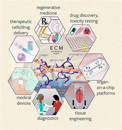 Medical Illustration Vinald Francis