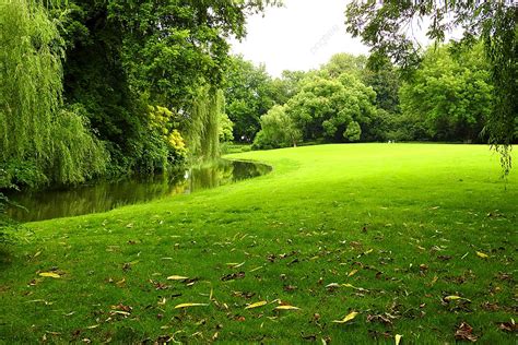Photo Of Trees And Trees On The Grassland Of Lakeside Green Space