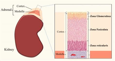 Physiology Of Adrenal Cortex Flashcards Quizlet