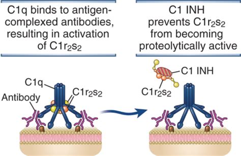 Complement Flashcards Quizlet