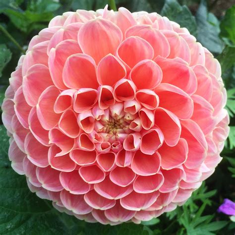 The Life Of A Flower The Impatient Gardener