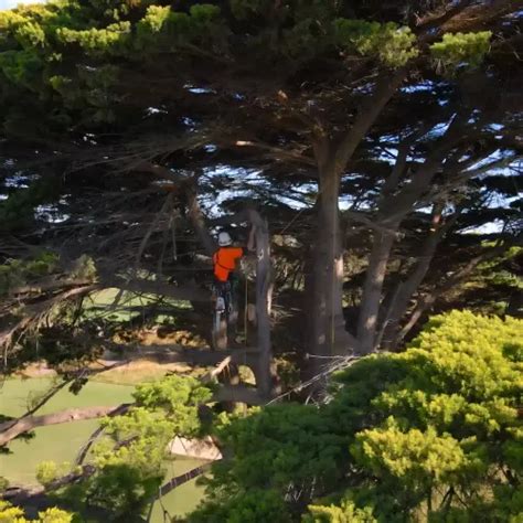 Arborist Report Melbourne Tree Health Assessment