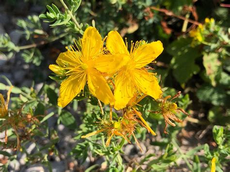 How To Grow Hypericum Perforatum Earthone