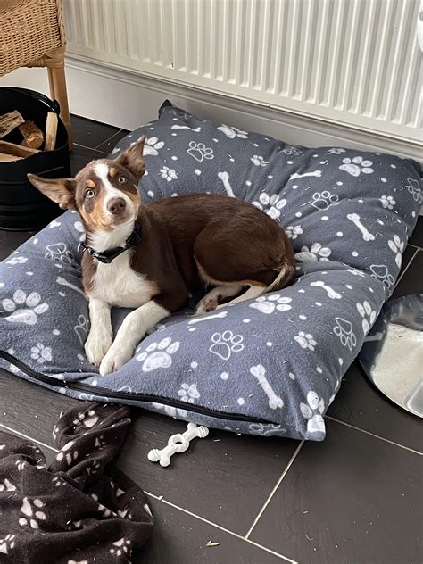 Morning 😀 I Like To Chew Logs R Bordercollie