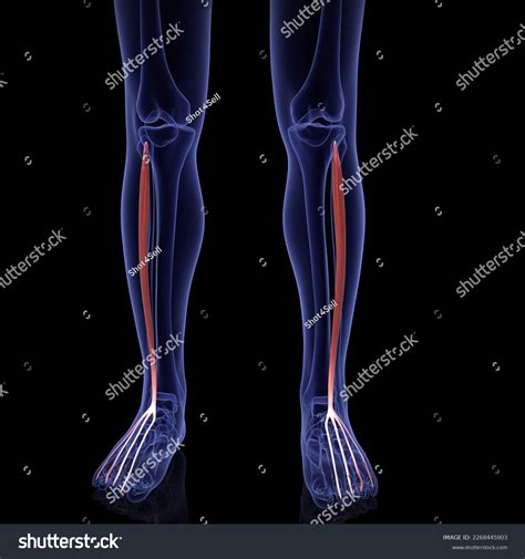 Human Extensor Digitorum Longus Muscle Anatomy Stock Illustration 2268445903 Shutterstock
