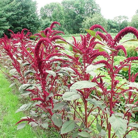 Red Amaranth 200 Seeds Own Organically Grown Stock Speedyseeds