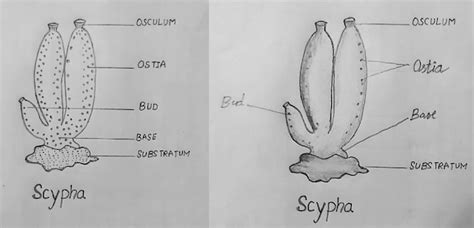 how to draw diagrams in biology