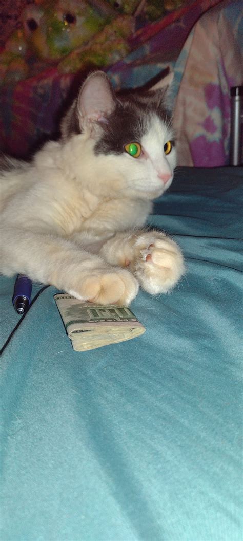 Where Is Puhsy Pic Rsamayraina