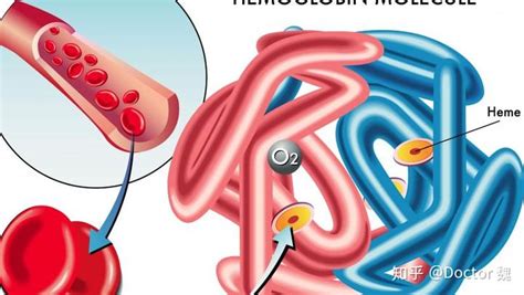 甲状腺球蛋白抗体高是什么病？有什么不好的影响吗？ 知乎